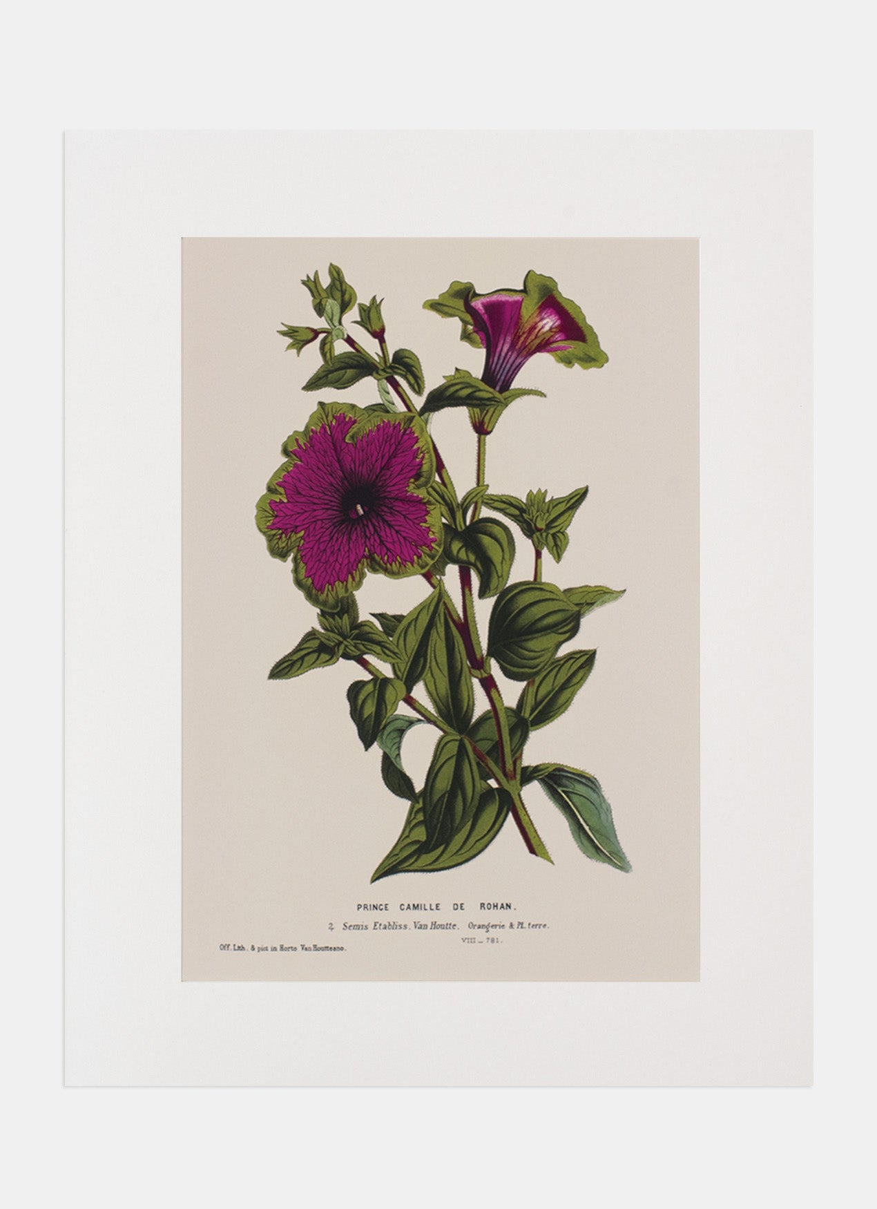 Repro Lithograph - Prince Camille De Rohan – Pithecanthropus Bali